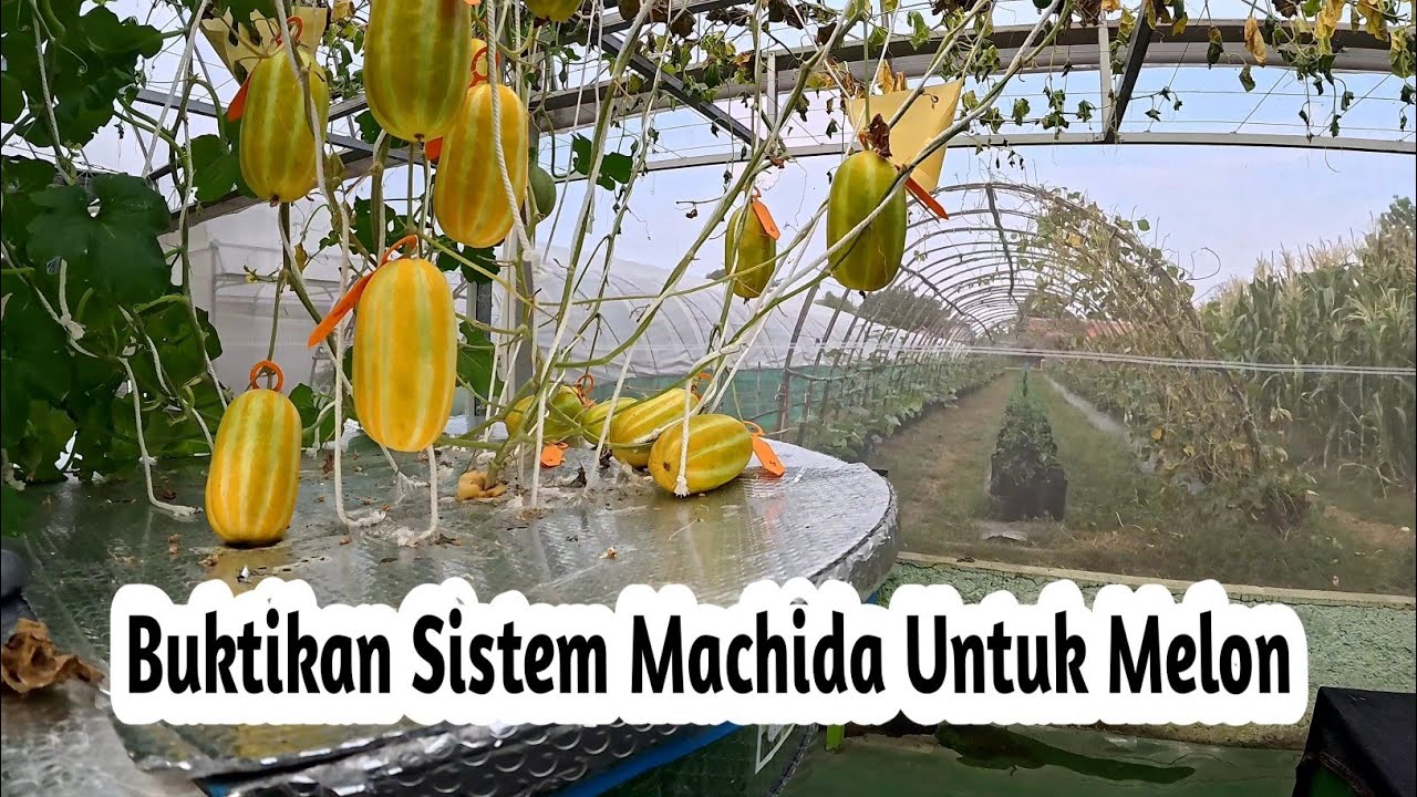 Membuktikan keampuhan sistem machida untuk tanam melon - YouTube