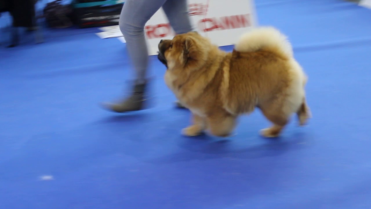 chow chow-training on show - YouTube