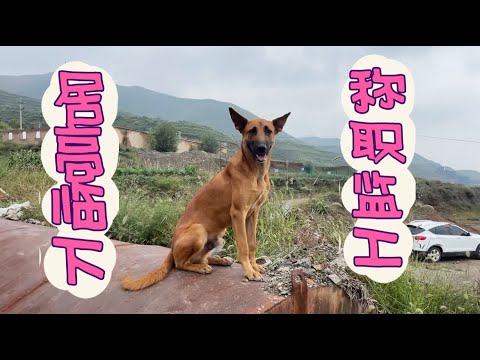 2022-8-21 Stray dogs rescue in Wuhan China 建设中的新基地，今天狗监工又来了，怕我们偷懒全程陪同 ...