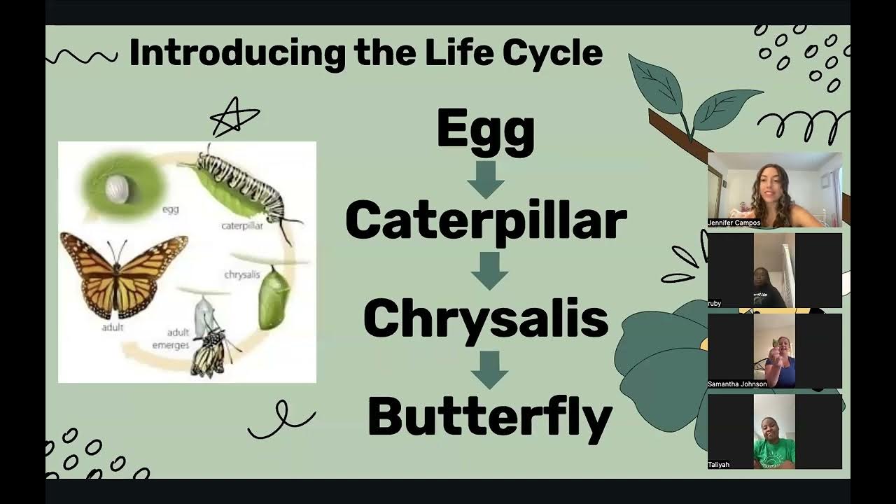 2nd Grade Butterfly Life Cycle 5E Lesson Plan - YouTube