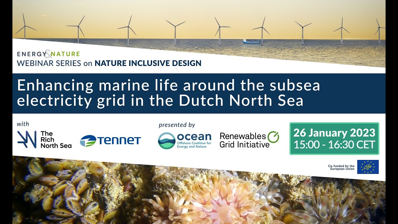 Enhancing marine life around the subsea electricity grids in the Dutch ...