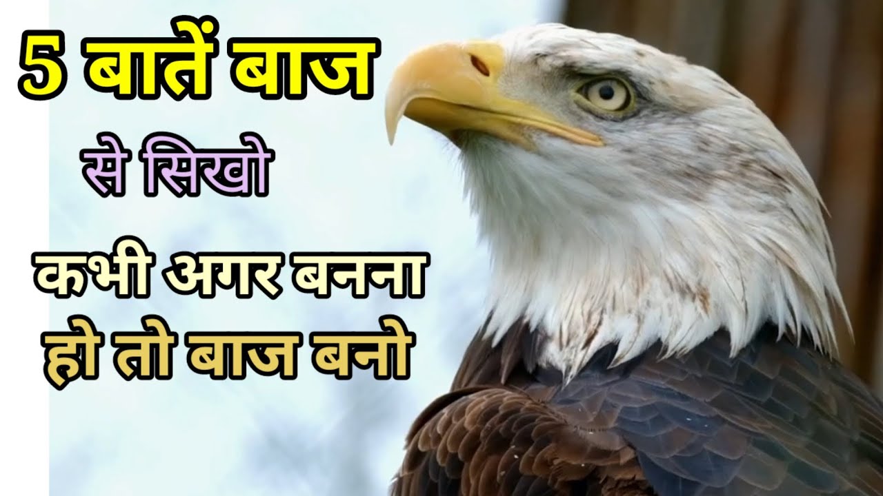Eagle Attitude And Mentality l 5 बाते बाज से सिखो जीवन मे कभी निराश नही ...