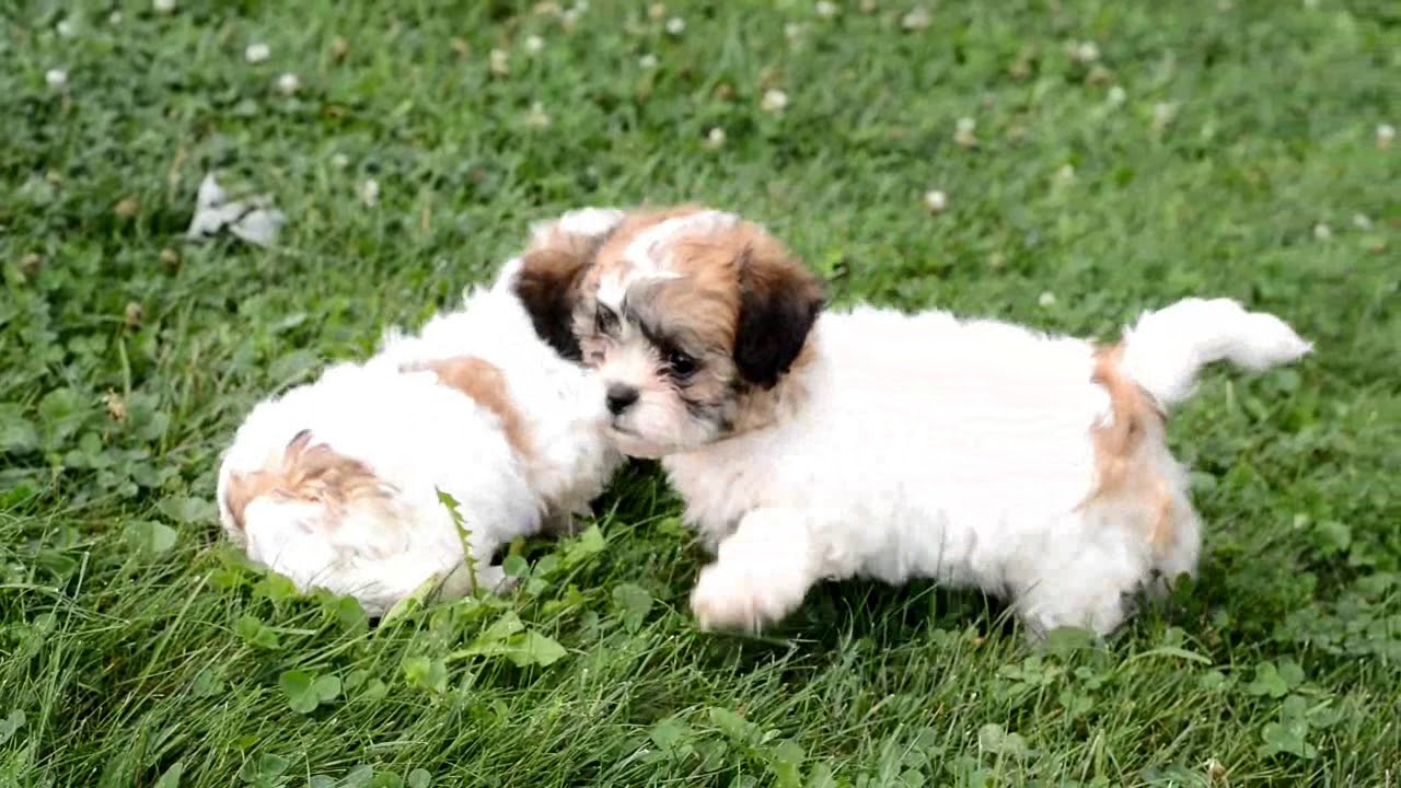 Anna Yoder's shih-chon Puppies - YouTube