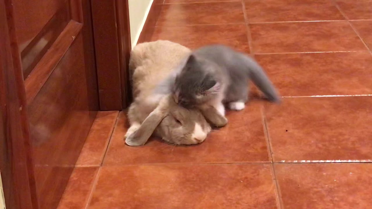 Gato persa jugando con conejo belier - YouTube