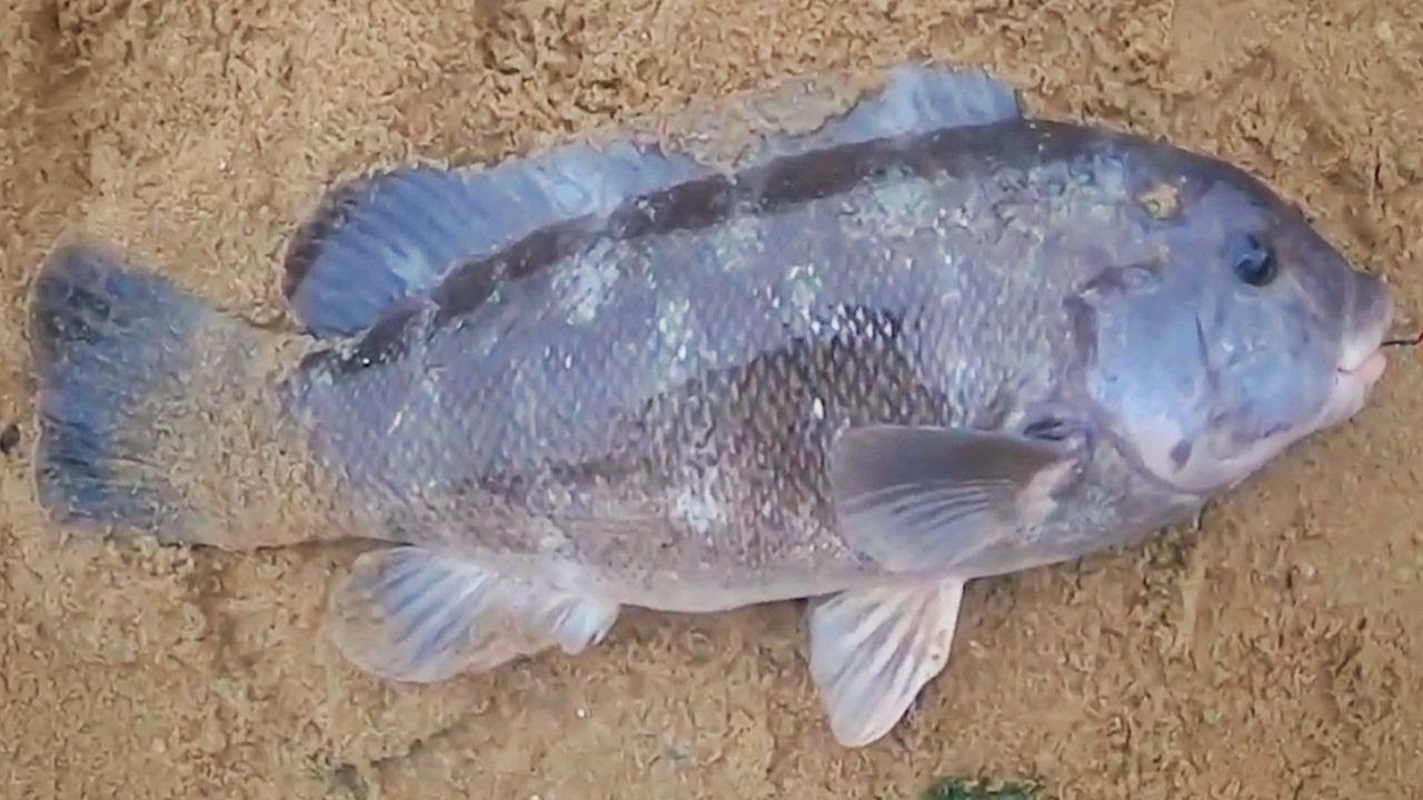 TAUTOG (BLACKFISH) JIGGING, NON-STOP ACTION, 2 PB'S! - YouTube