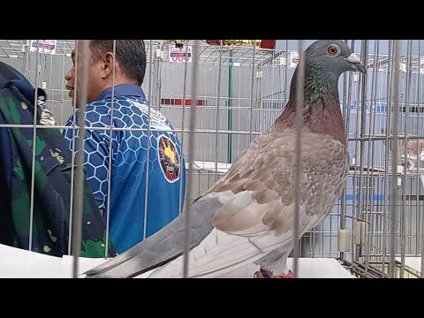 7th National Genetix off color Racing Pigeon 2024 show - YouTube