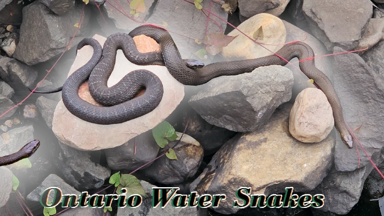 Finding a Water Snake Nest by the Lake - YouTube
