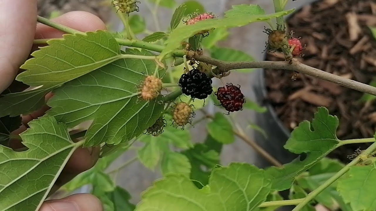 Morus Mulle - Mulberry Tasting - YouTube