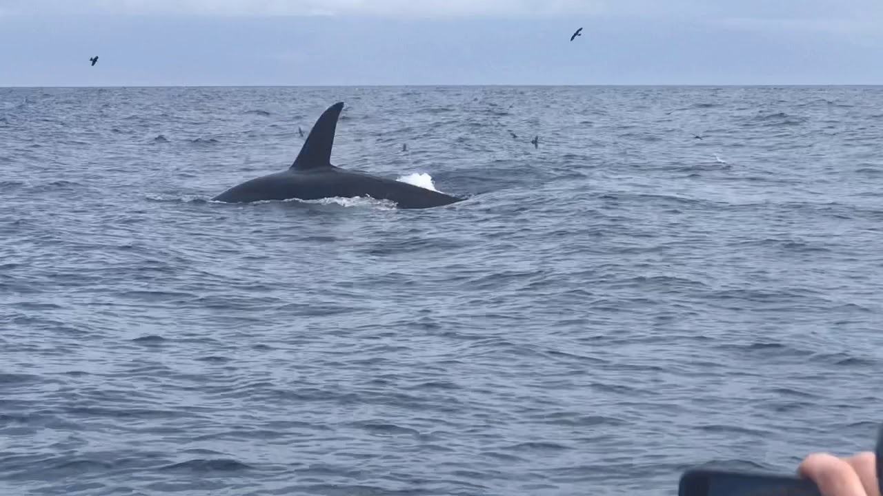 Galapagos Islands Vacation 2018 - Orca vs. Sea Turtle (slow motion ...
