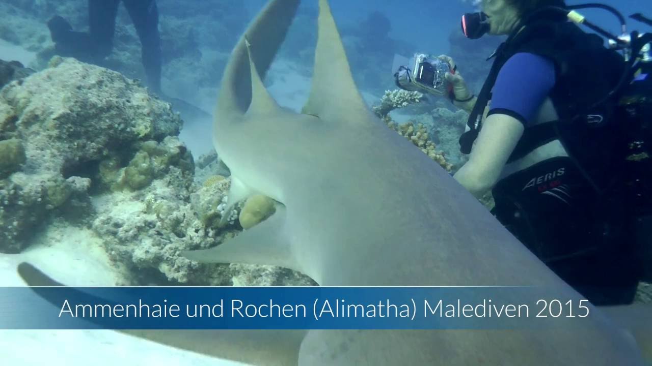 Ammenhaie und Rochen (Malediven) - YouTube