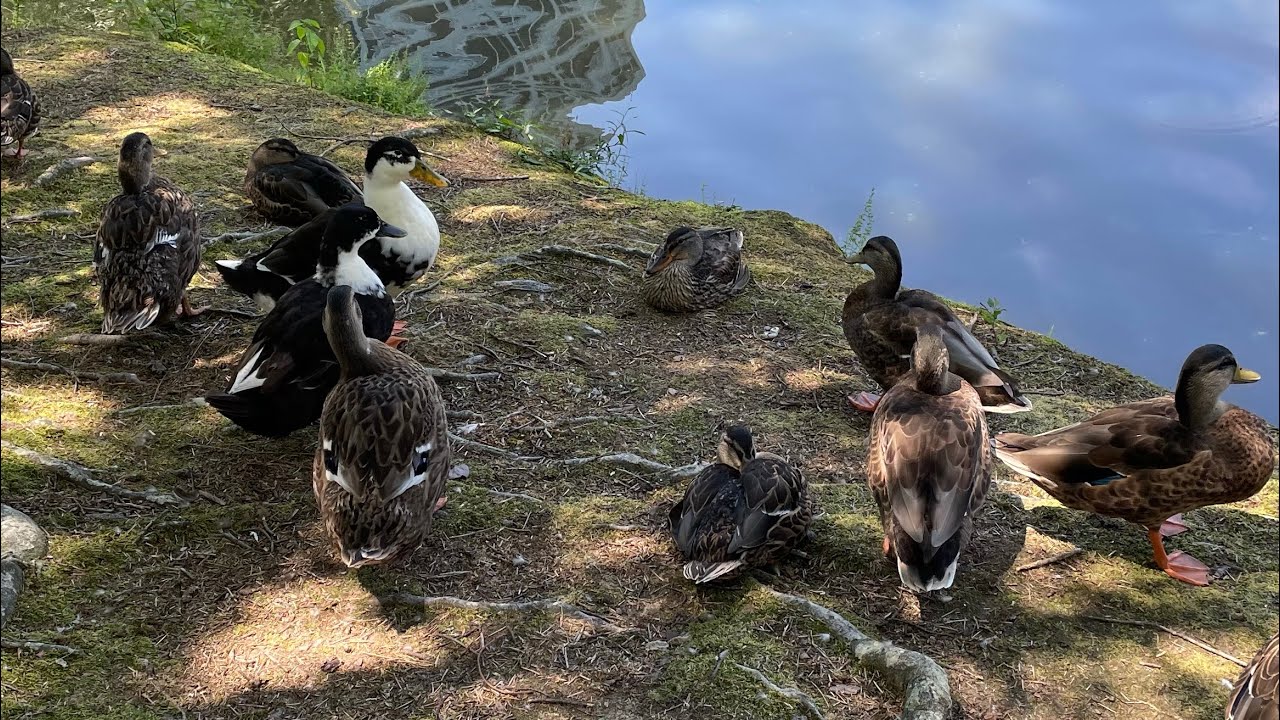 Wildlife Nature Ducks By The Water-nature sounds,birds chirping ...