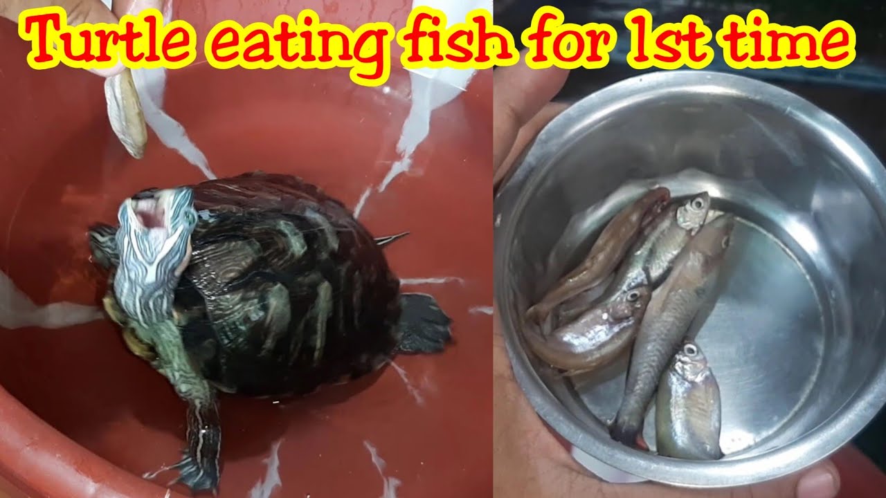 Red eared slider turtle eating live fish 😱 || red eared slider turtle ...