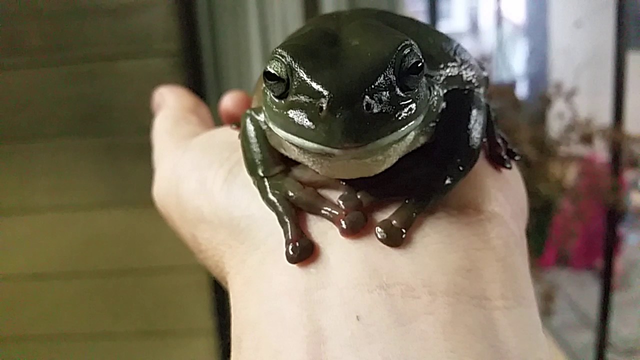 Big Friendly Frog - YouTube