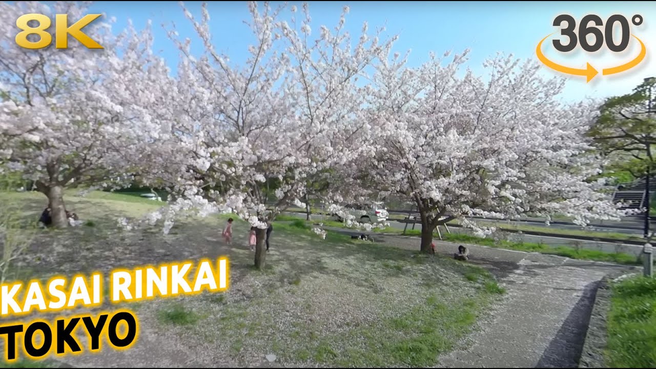 Kasai Rinkai Park sakura walk in Tokyo, Japan [8K 360º VR] - YouTube