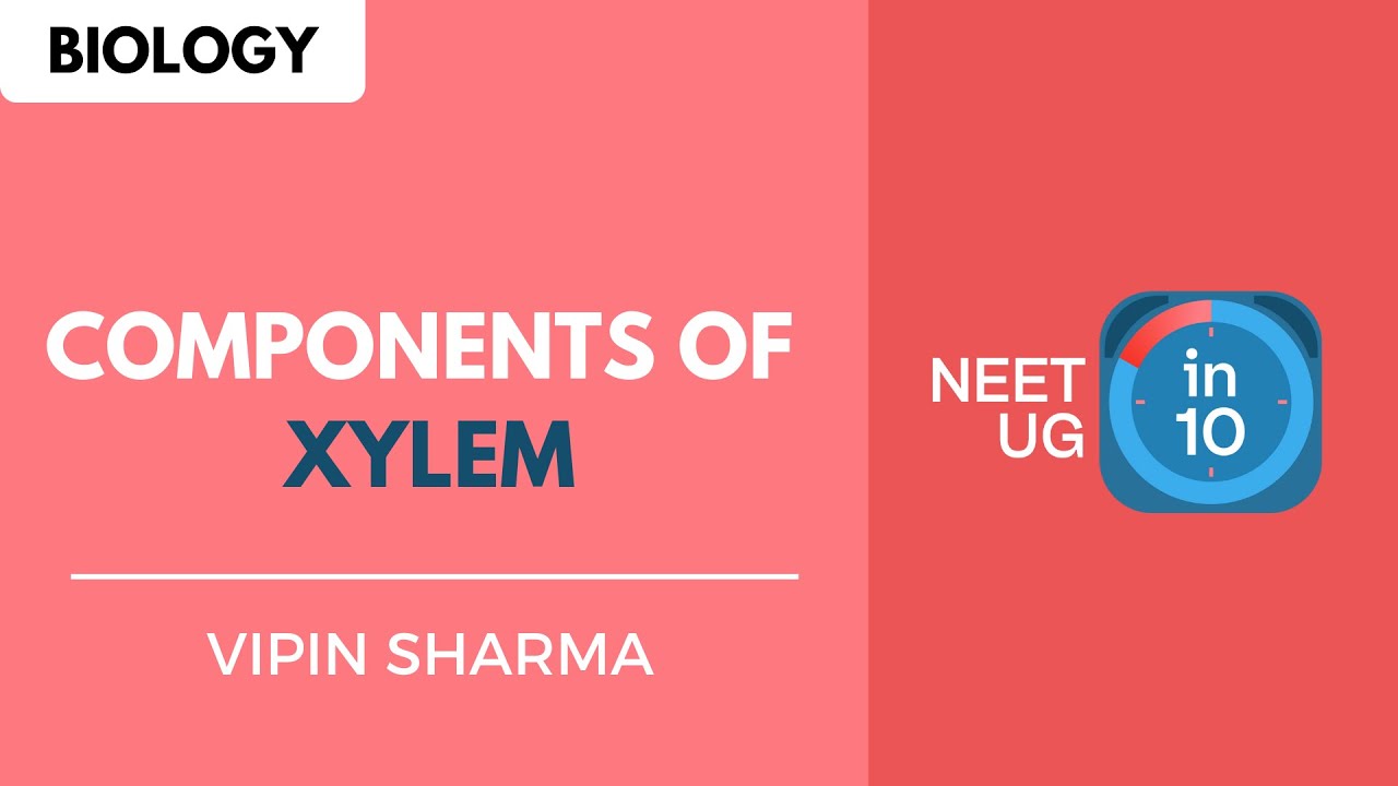 Components of Xylem | NEET Biology | NEET UG in 10 - YouTube