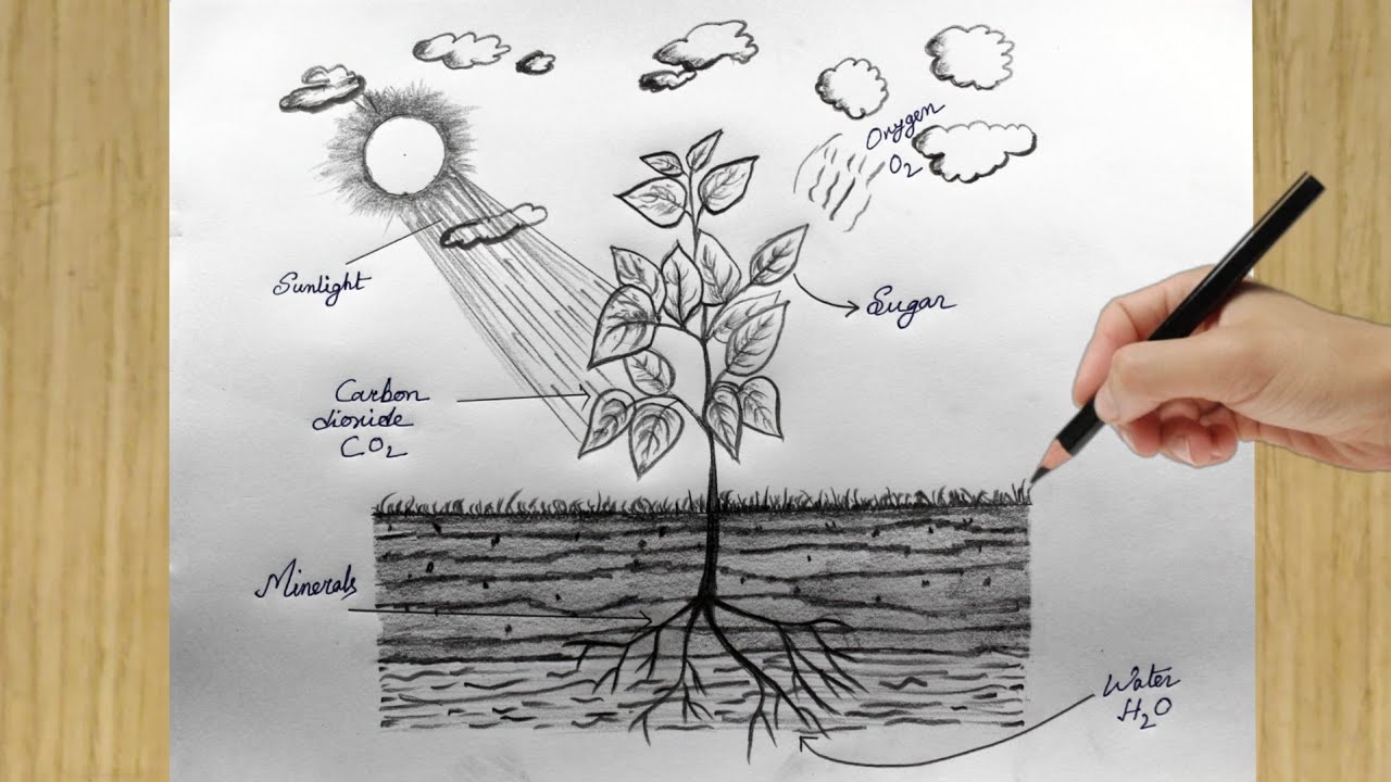 How To Draw Photosynthesis Diagram || Photosynthesis Diagram Drawing ...