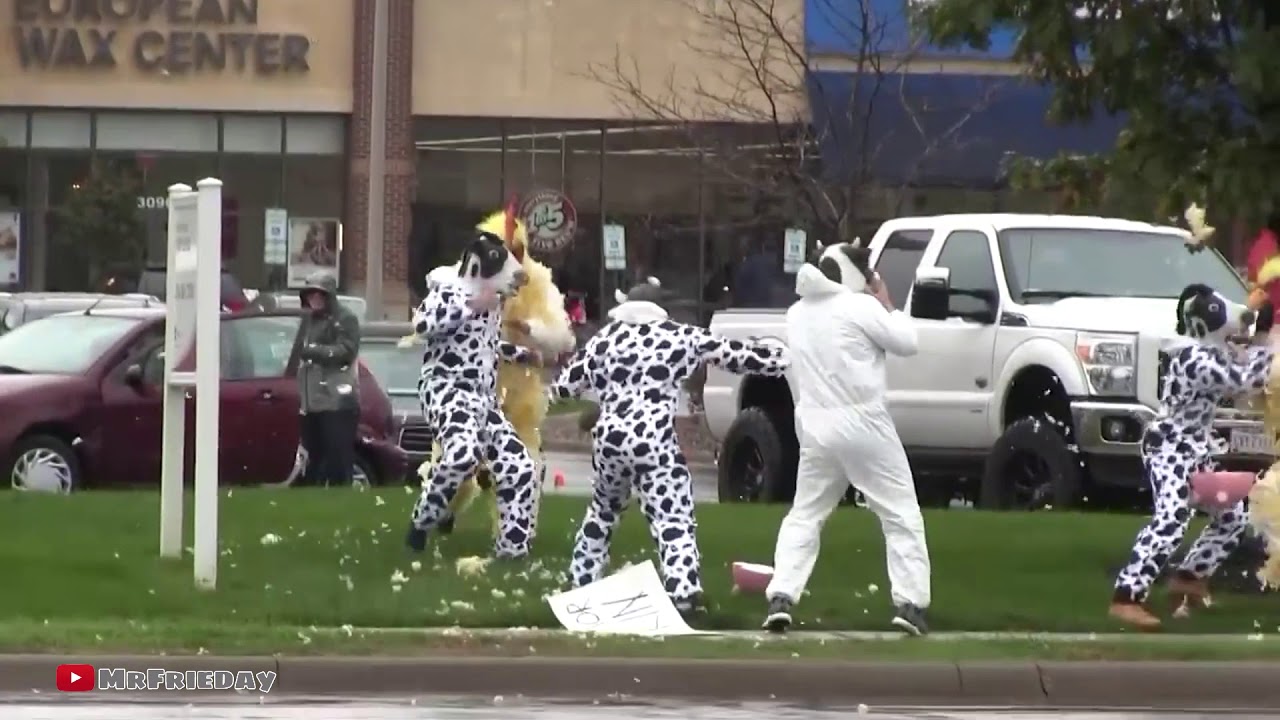 COW VS CHICKEN FIGHT (SHORT EDIT WITH MUSIC) - YouTube