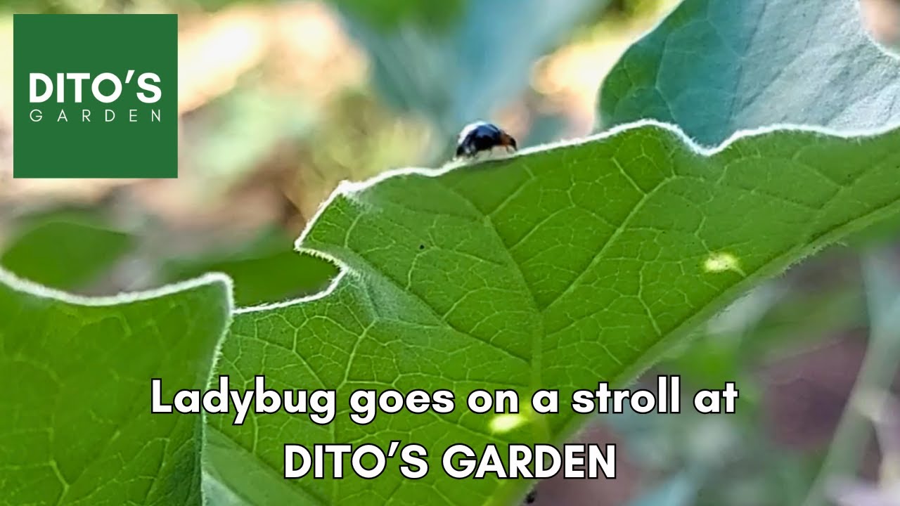 DITO’S GARDEN Insects Ladybug close up on eggplant leaves Mauritius ...