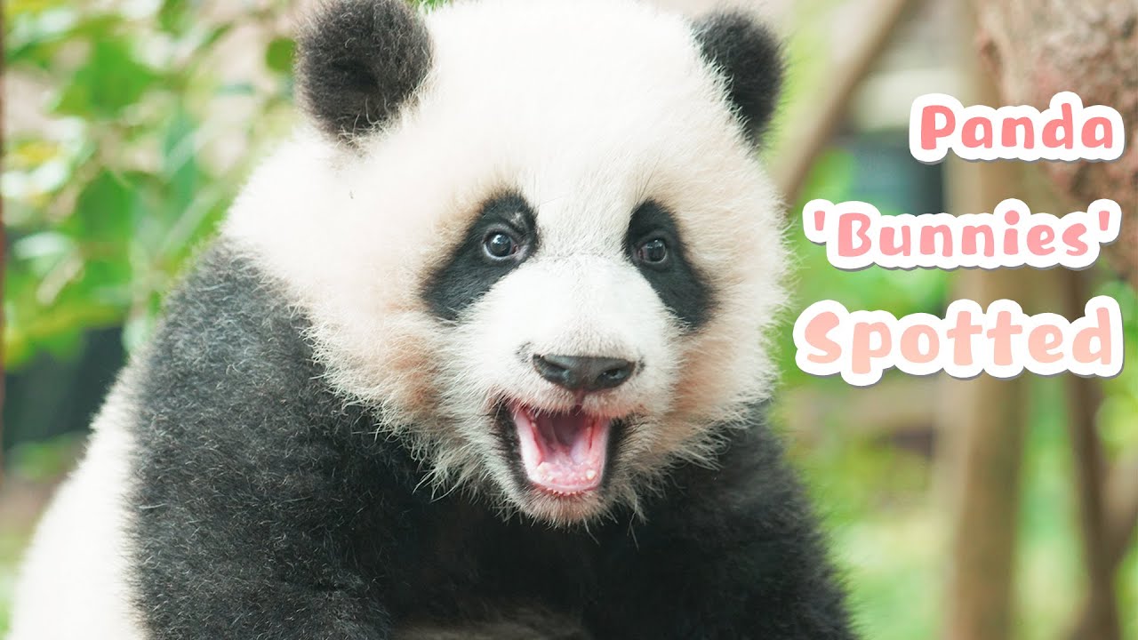 Super Adorable Panda 'Bunnies' | iPanda - YouTube