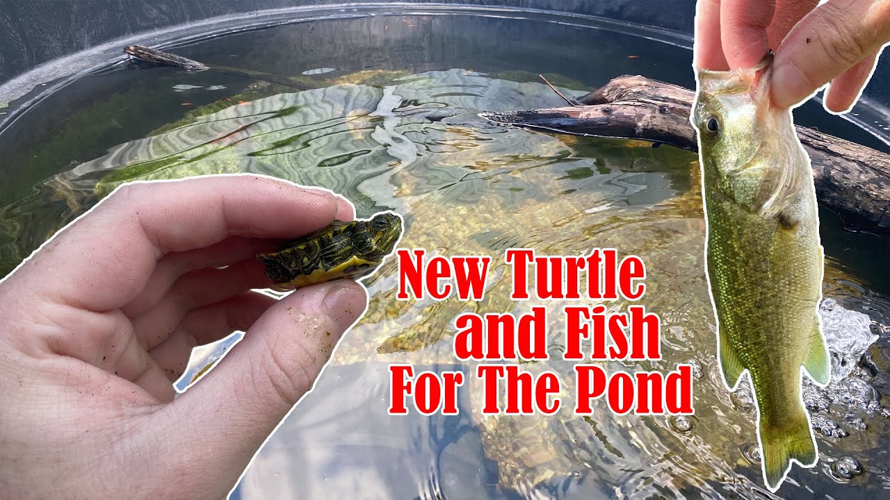 Adding Baby Turtle and Pet Bass to My Pond - YouTube