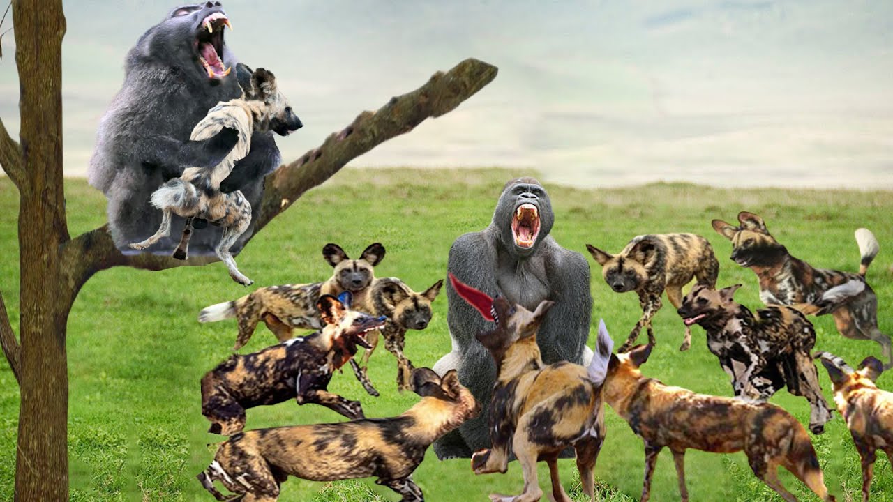 Baboons steal stray dogs to hide in a tree - The Wild Chopper is ...