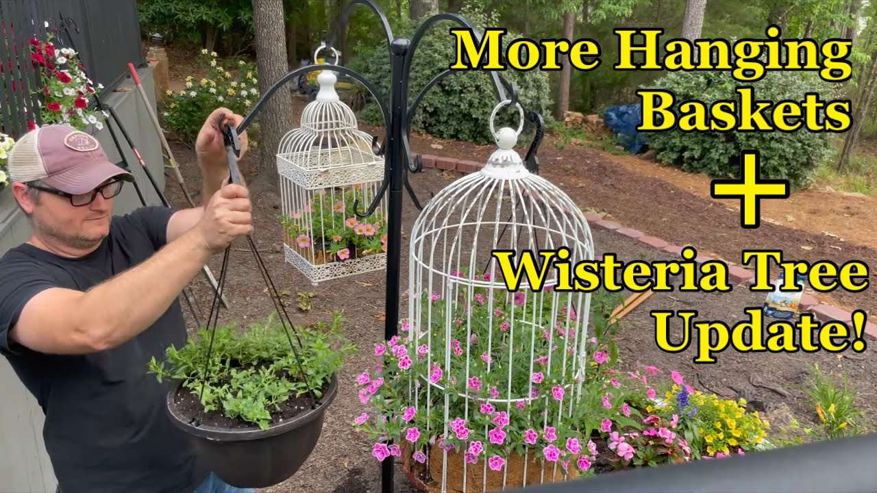 Wisteria Tree Update & Making Hanging Baskets w/Proven Winners ...