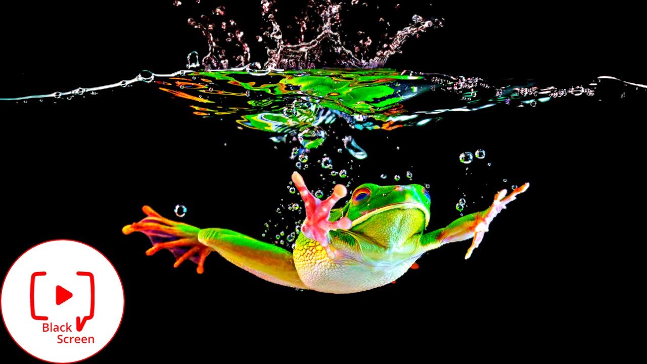 10 Hours of Night Frogs with Crickets, Soothing sounds to help you ...