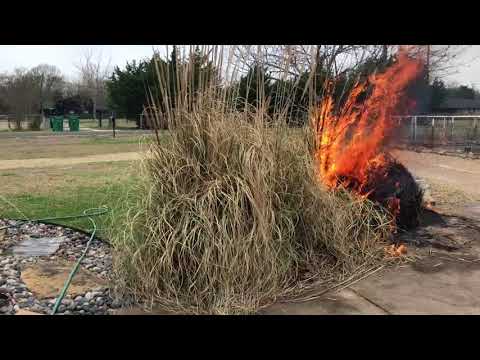 Removing Pompous Grass By Fire | Savvy Organics Farm - YouTube