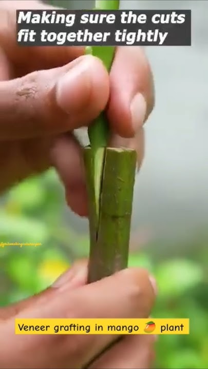 veneer grafting in Mango 🥭🥭🥭 - YouTube