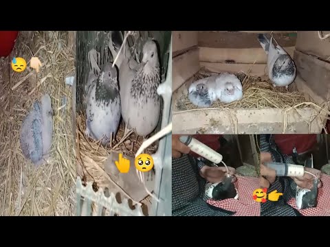 Birds ko milk dia leg issue🤗|| pigeon baby gumm ho gya cage se😓🥺 - YouTube