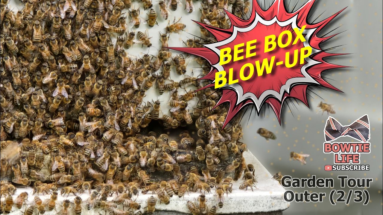 June 2025 Garden Walk – Bee Buzz, Tomato Trees & What’s Blooming in ...