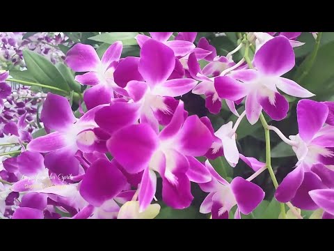 LE PARFUM DES ESPRITS - Stephen Sicard (Logos) - YouTube