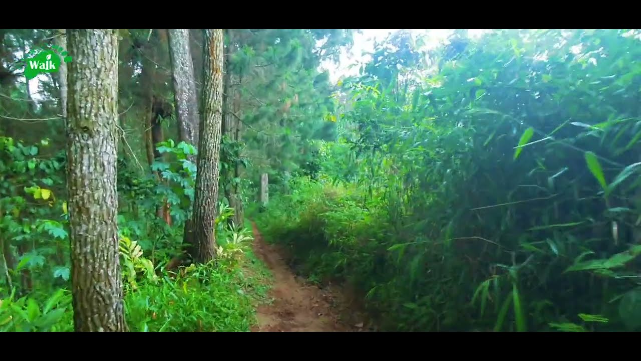 Relaxation in the Forest: Sleep Soundly Hearing the Sound of Rain - YouTube