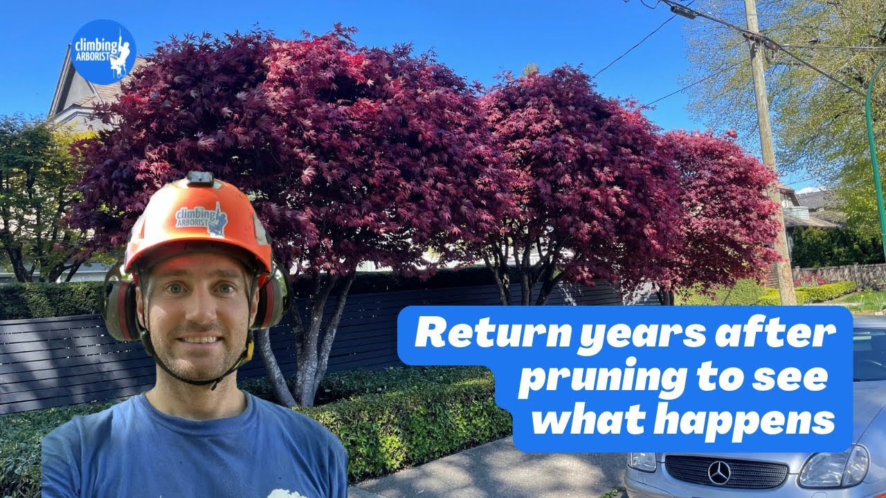 BAD VS GOOD! Tree reduction pruning results - YouTube