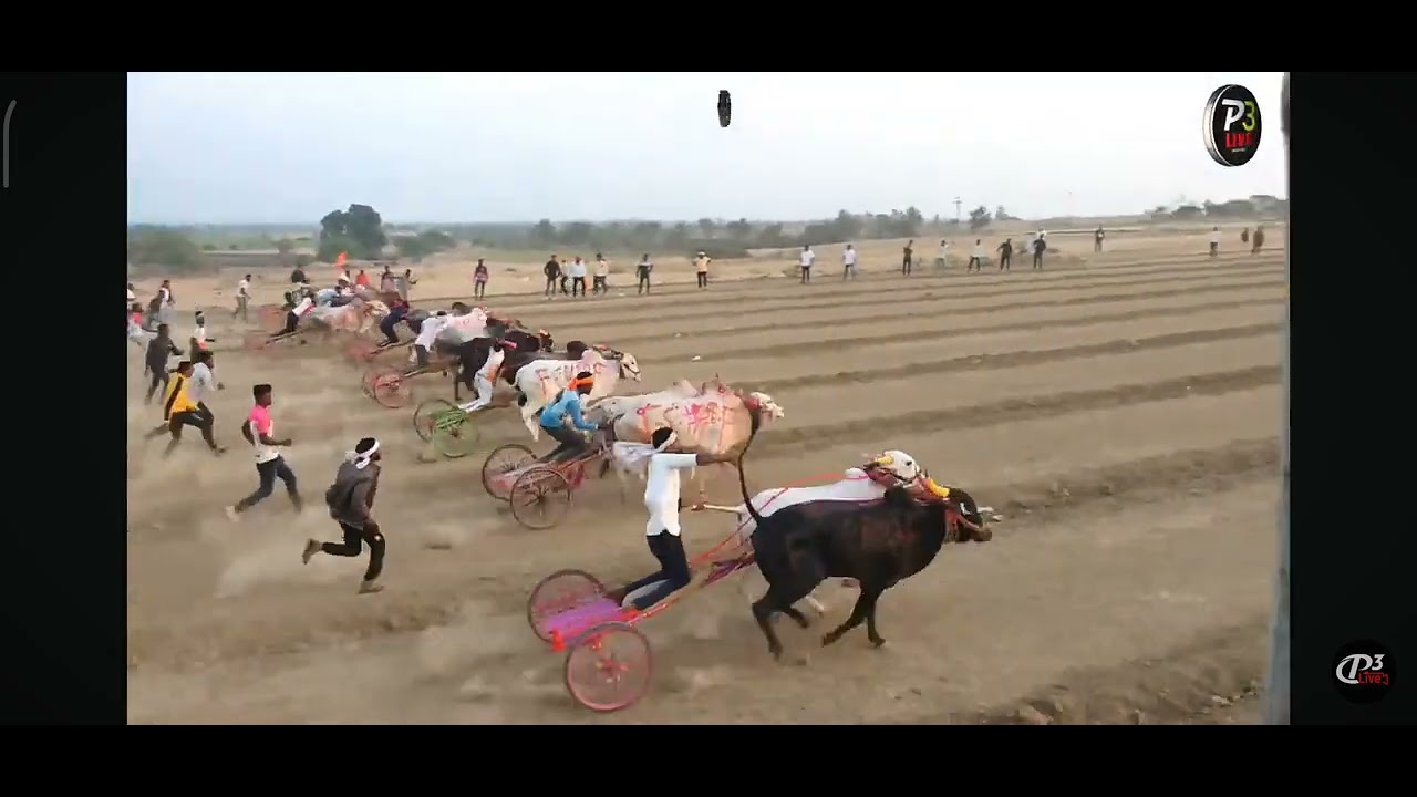 क्वाटर फायनल चा निकाल निकाल निकाल निमसोड २०२५। #bailgada #shorts # ...