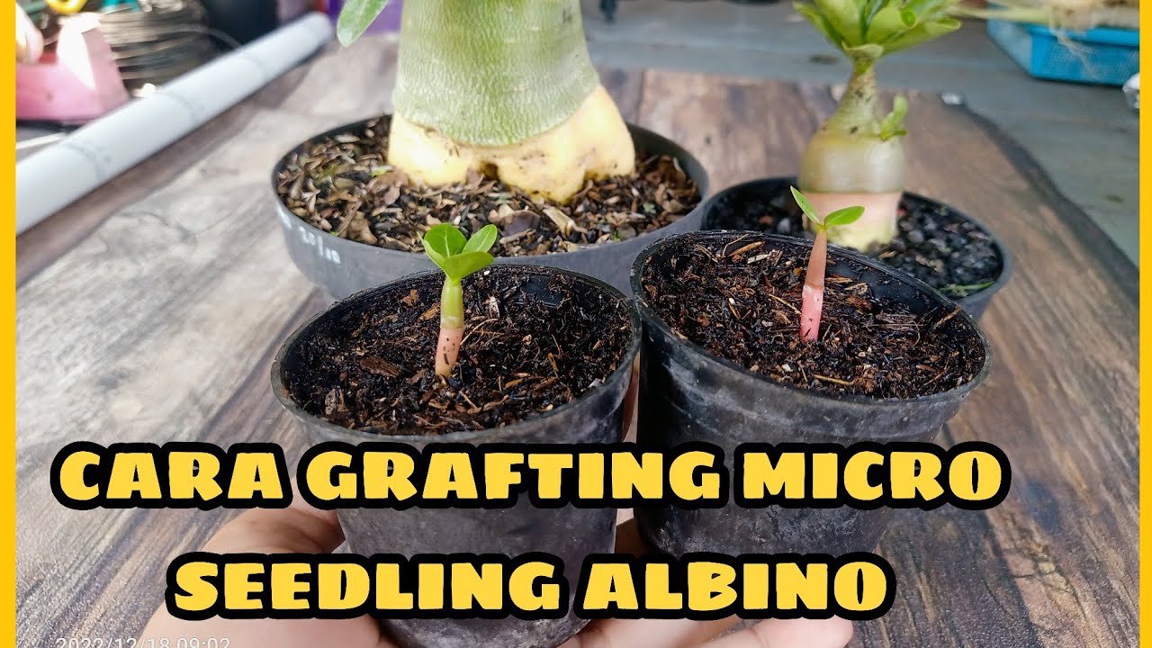 Cara Grafting Seedling Albino Adenium Akar Emas - YouTube