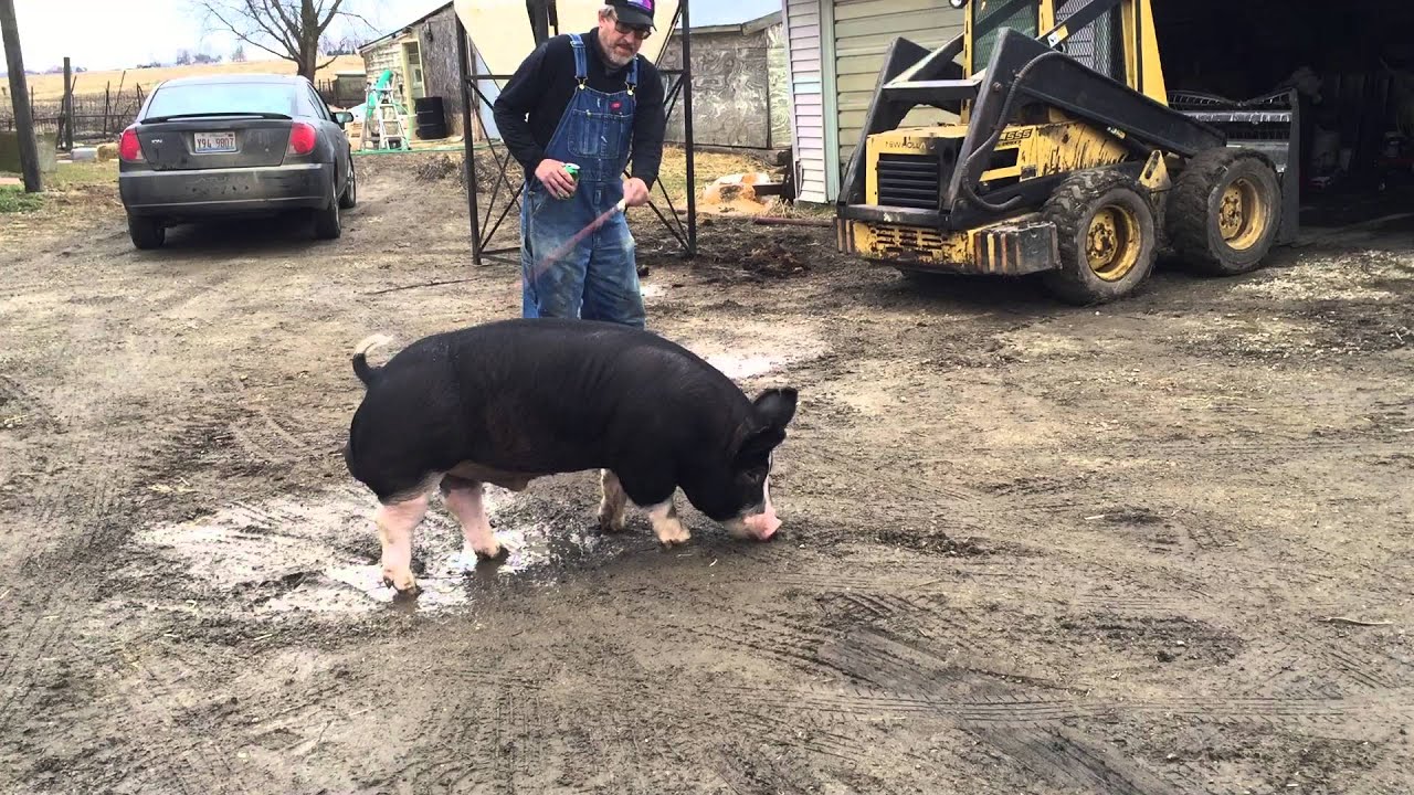 Berkshire Boar - YouTube