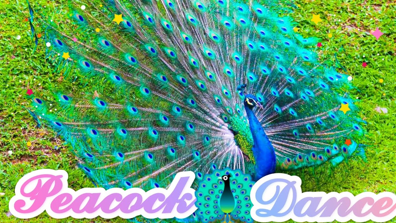 𝘿𝙖𝙣𝙘𝙞𝙣𝙜 𝙋𝙚𝙖𝙘𝙤𝙘𝙠🦚|𝙋𝙚𝙖𝙘𝙤𝙘𝙠 𝘿𝙖𝙣𝙘𝙚|𝙋𝙚𝙖𝙘𝙤𝙘𝙠|𝘿𝙖𝙣𝙘𝙚 - YouTube