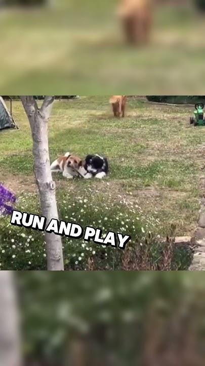 Blind Dog and His Loyal Best Friend’s Unbreakable Bond! - YouTube