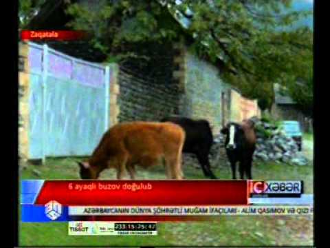 6 ayaqlı buzov doğulub