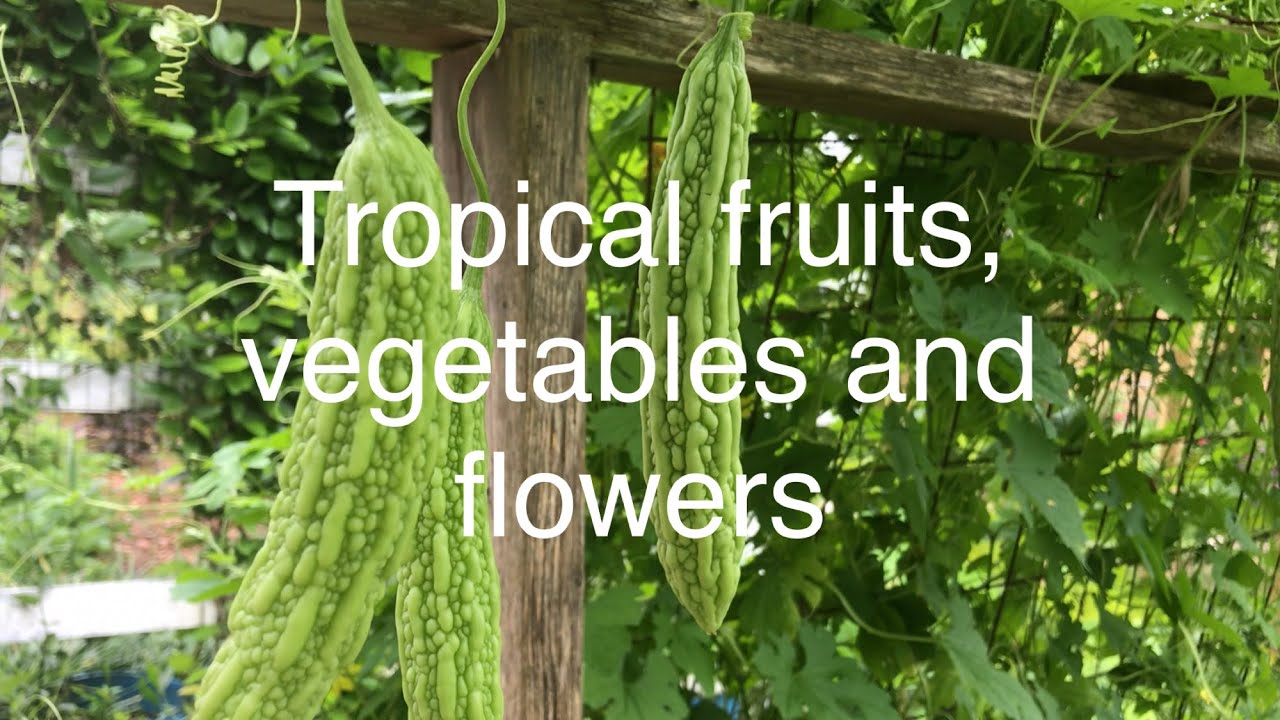 Tropical fruits, vegetables and flowers in Atlanta Georgia July 1, 2020 ...