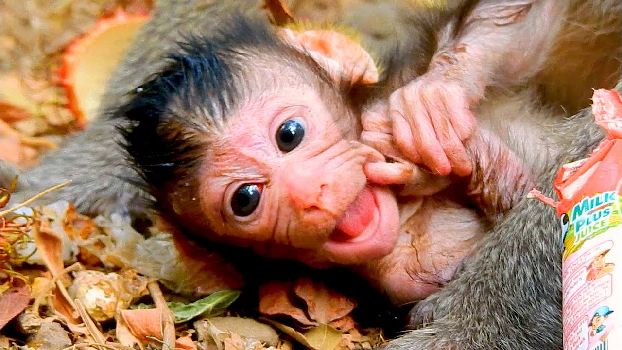 Falling Love Newborn Jonna Such A Cute Baby Monkey Looks Very Adorable ...