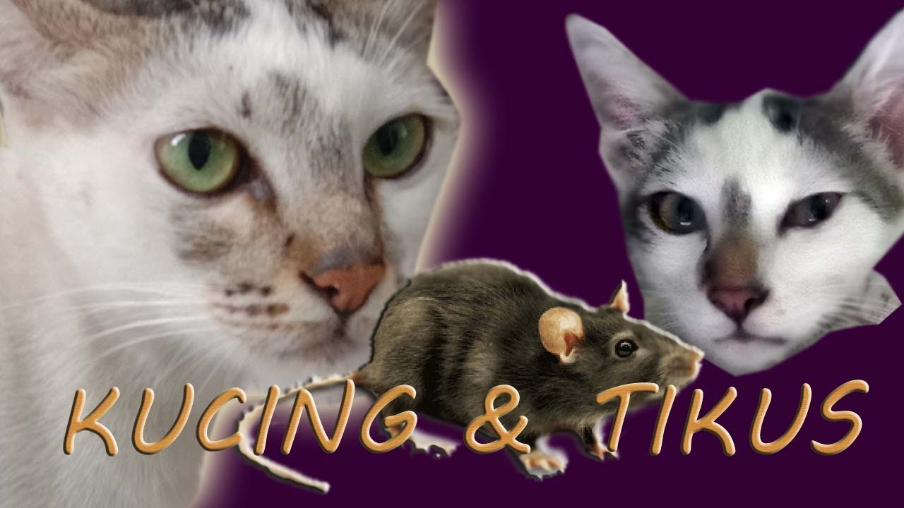 ANTARA KUCING TIKUS DAN EMAKNYA KUCING - YouTube