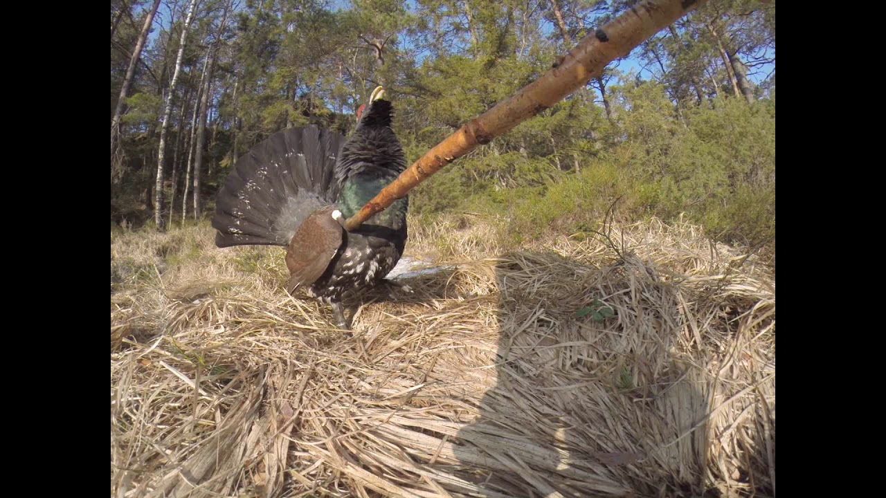 Dances with Capercaillies - YouTube