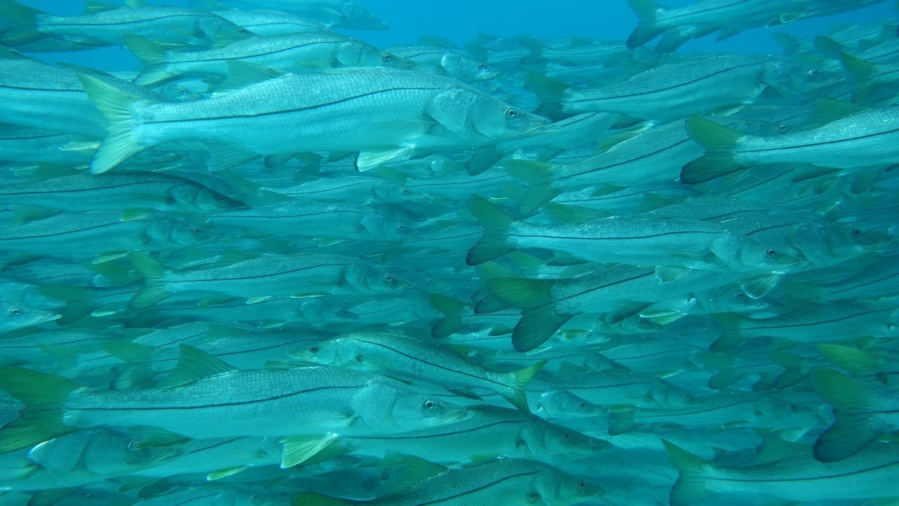 Jupiter Inlet Snook Aggregation 2019 ii HD - YouTube