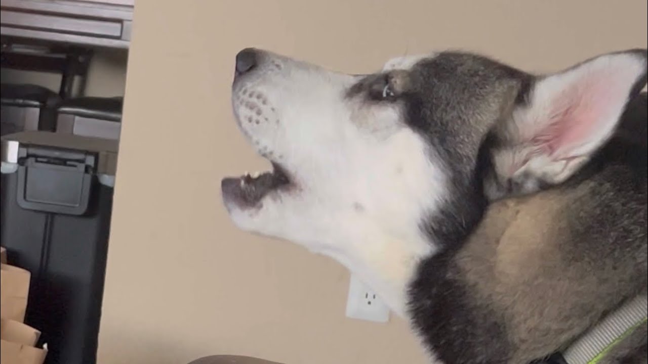 Husky Howling and Sings 🎤 - YouTube