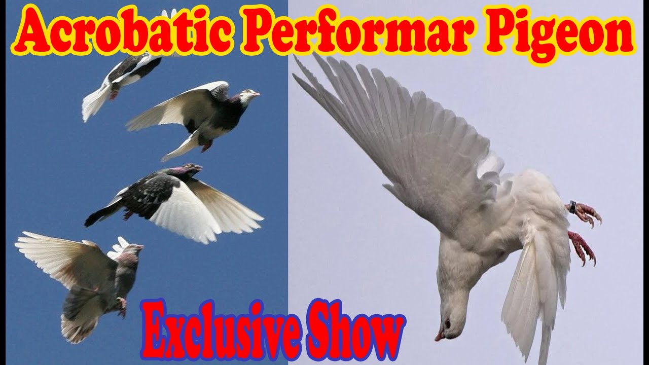 Enjoy The Acrobatic Performance Of Roller Or Tumbler Pigeon - YouTube