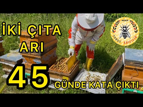 İki çıta arı 45 günde kata çıktı | Arıcılık | Kraliçe arı