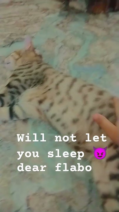 Flabo is the cat's name tho #funny - YouTube