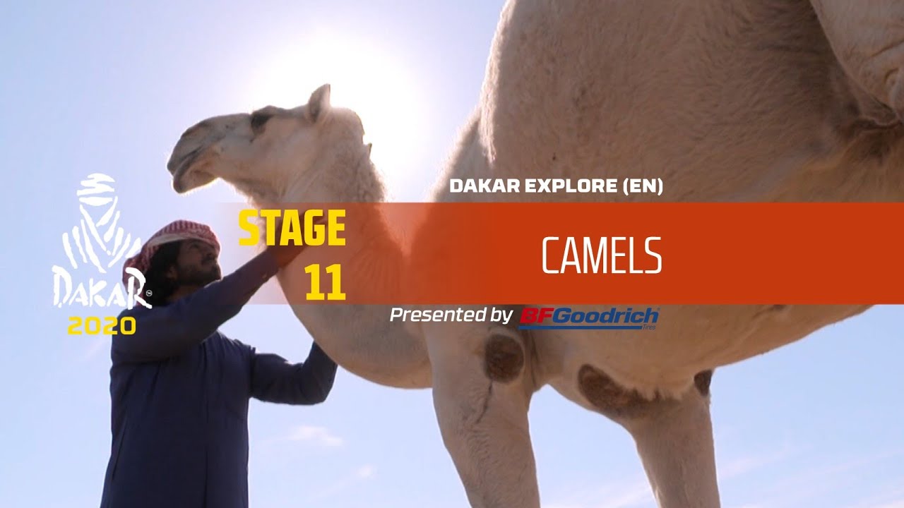 Dakar 2020 - Stage 11 - Camels - YouTube